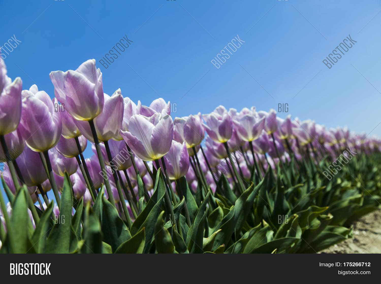 Tulips Field Spring Image & Photo (Free Trial) | Bigstock