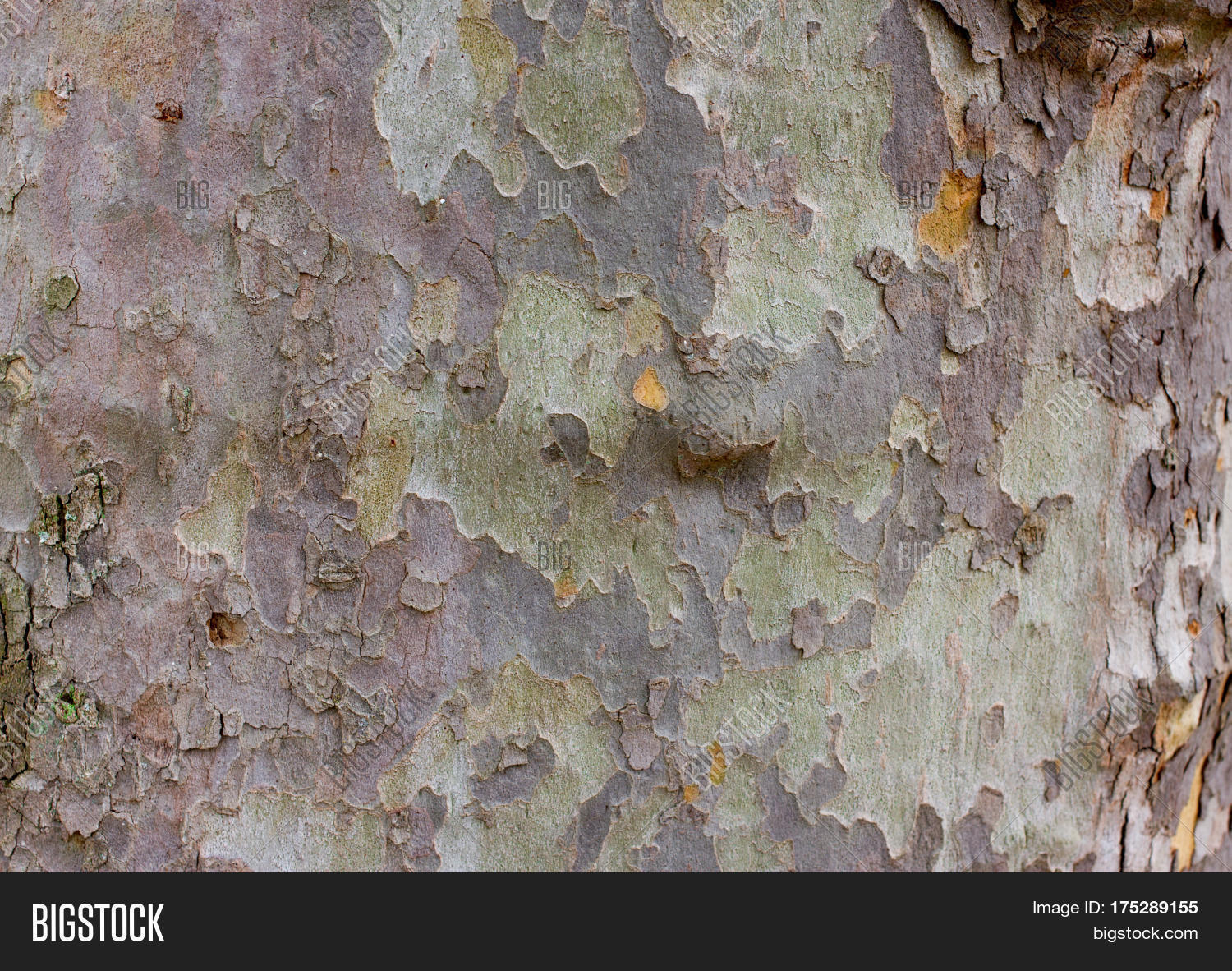 Color Bark Sycamore Image & Photo (Free Trial) | Bigstock