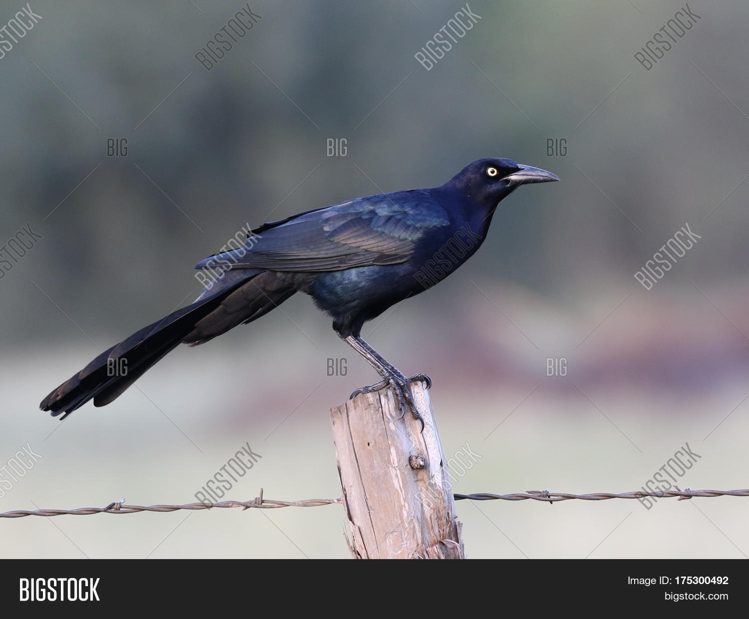 Great-Tailed Grackle Image & Photo (Free Trial) | Bigstock