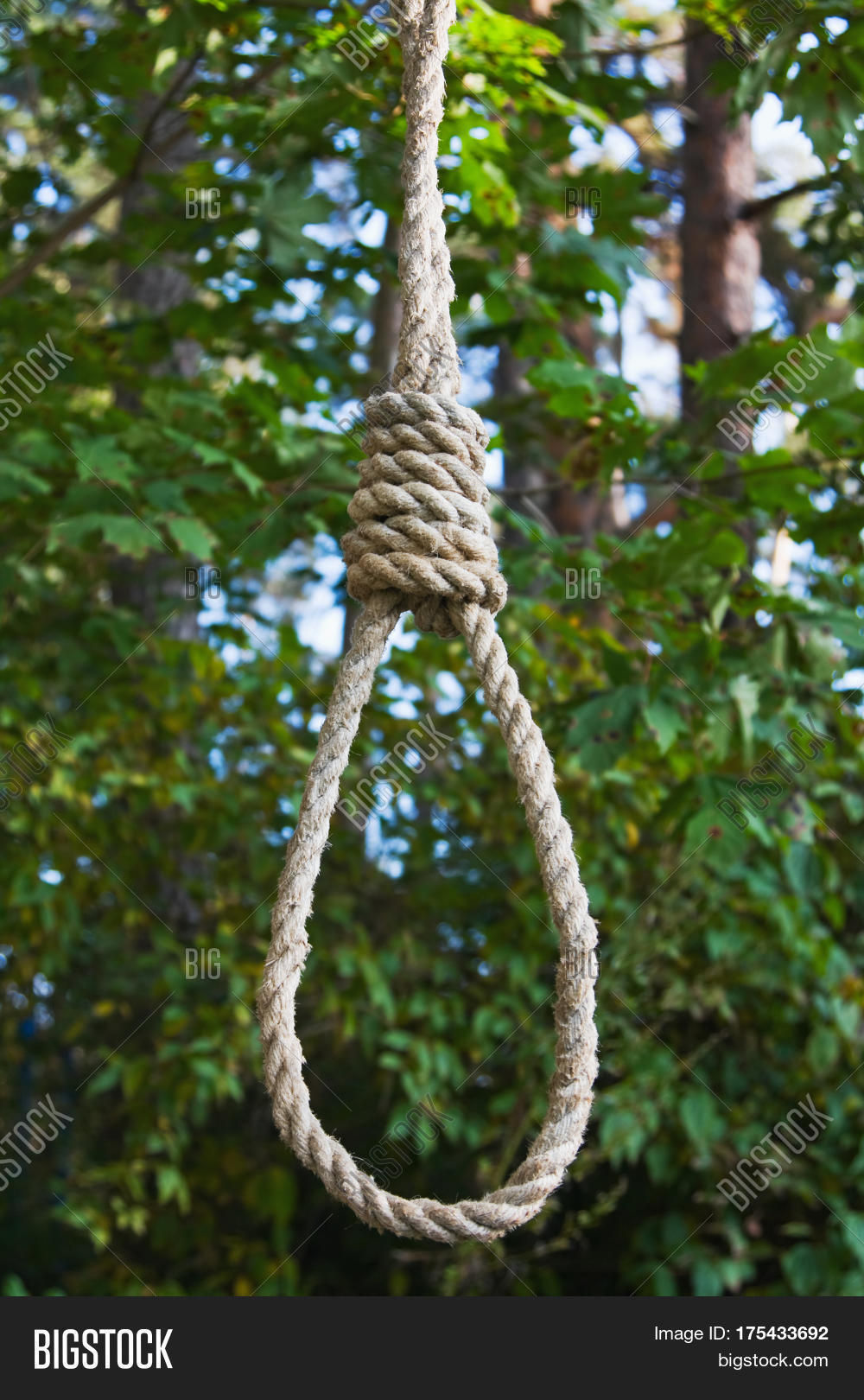 Gallows On Tree Forest Image & Photo (Free Trial) | Bigstock