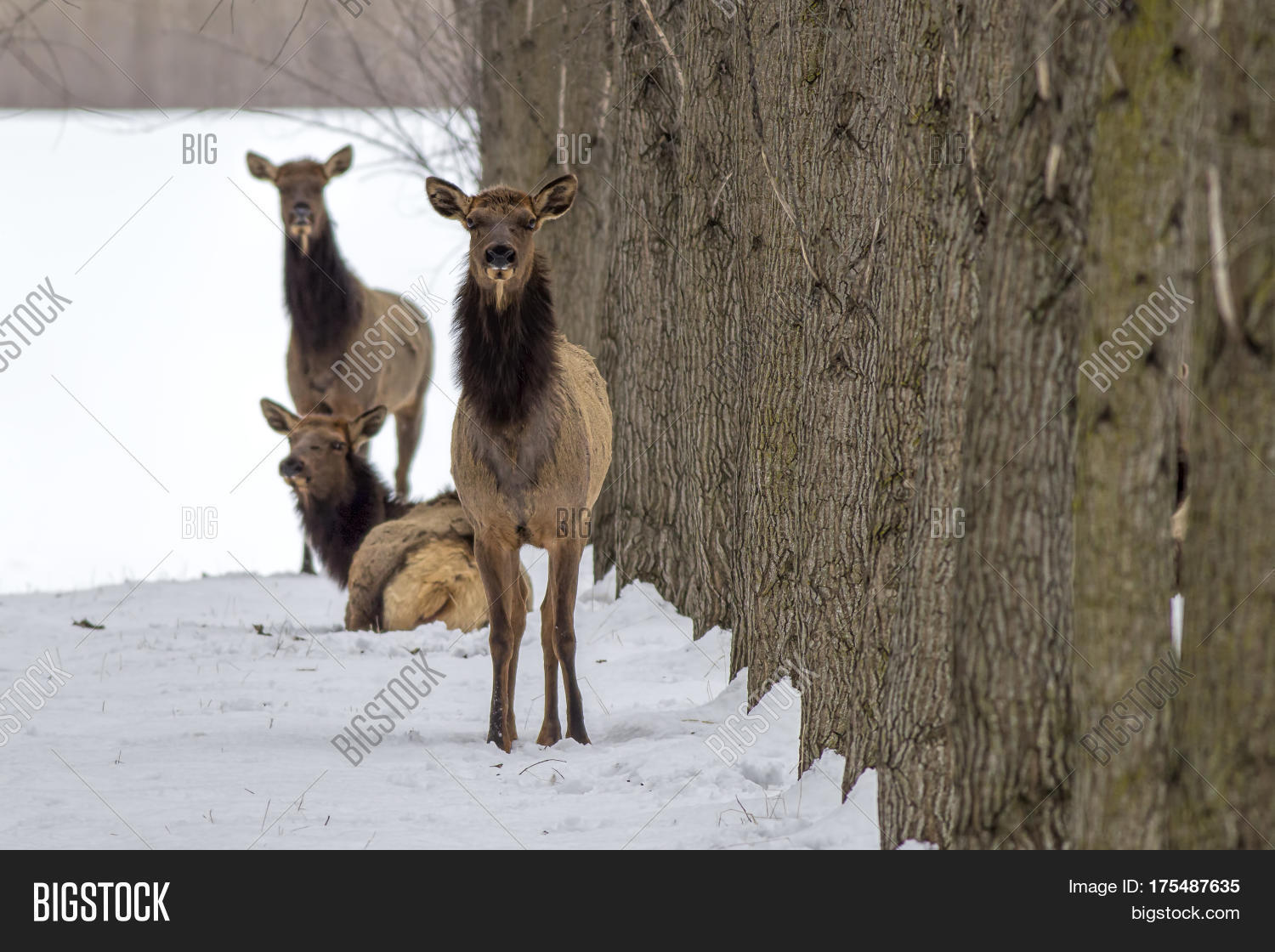 Elk Looks Camera Image & Photo (Free Trial) | Bigstock