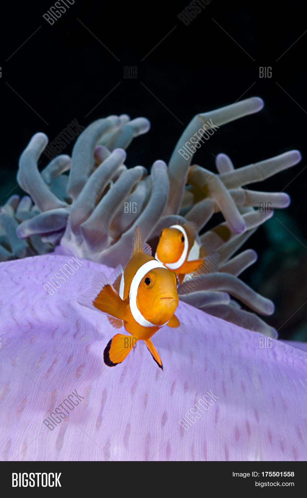 Nemo Clownfish, Image & Photo (Free Trial) | Bigstock