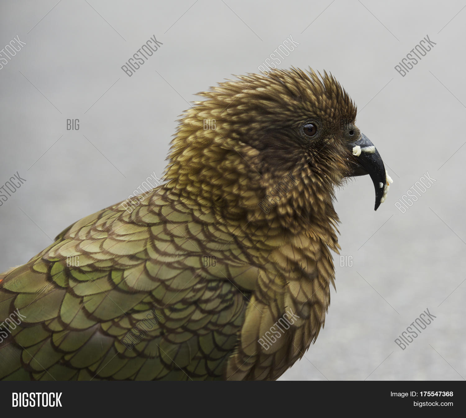 Kea Bird Portrait Image & Photo (Free Trial) | Bigstock