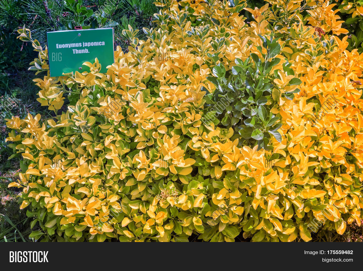 Arboretum Growing Bush Image & Photo (Free Trial) | Bigstock
