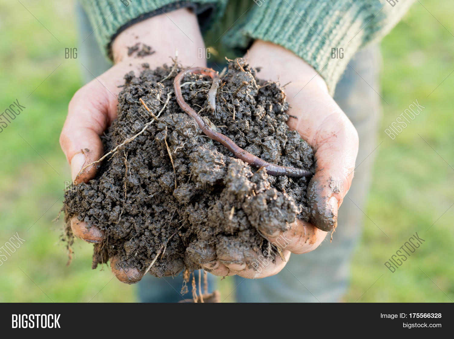 Closeup Earthworm On Image & Photo (Free Trial) | Bigstock