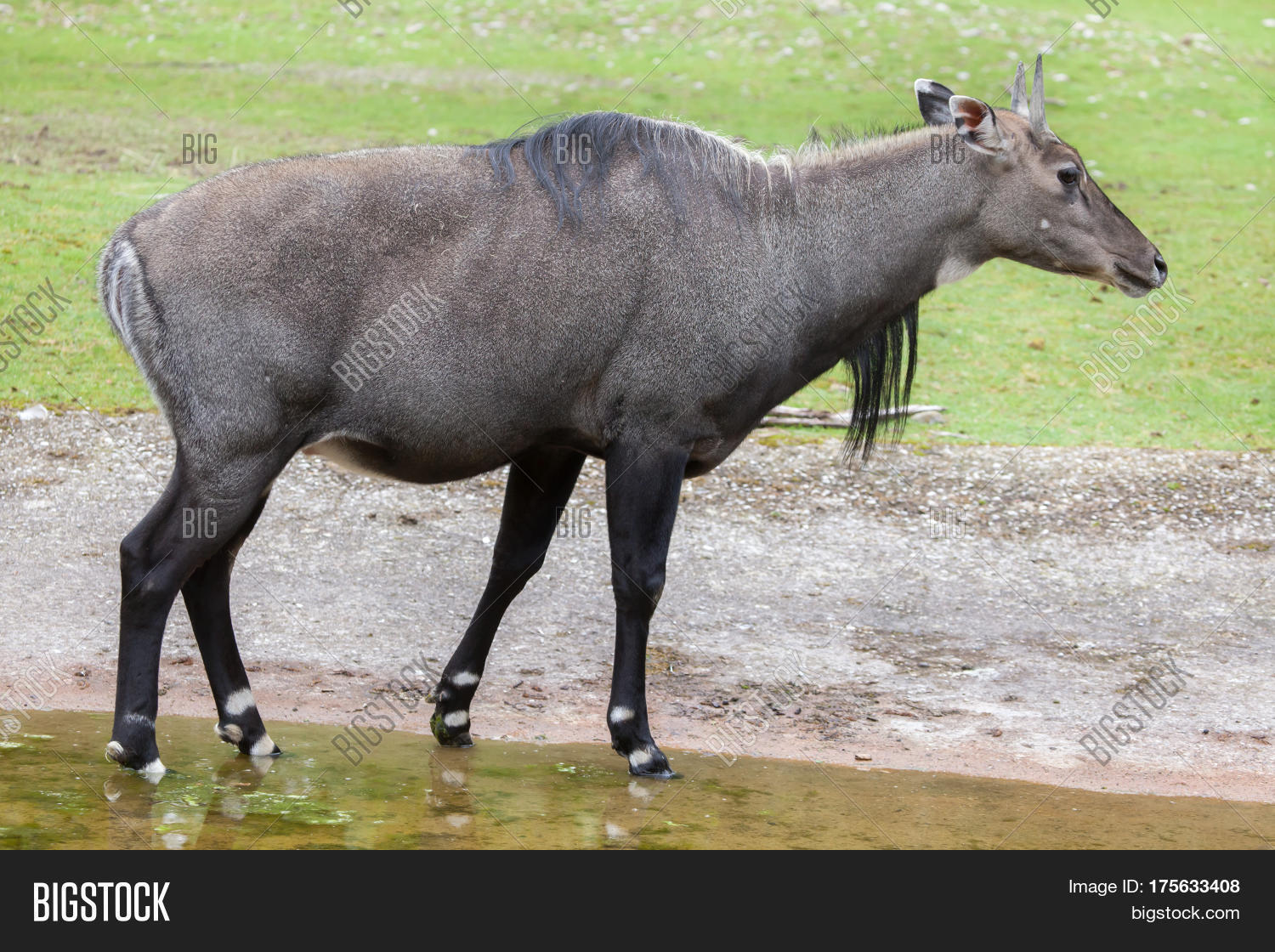Nilgai (Boselaphus Image & Photo (Free Trial) | Bigstock