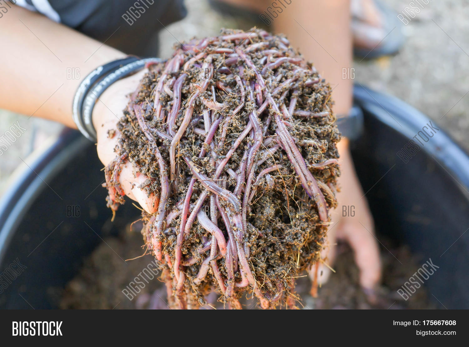 Earthworm Farm / Using Image & Photo (Free Trial) | Bigstock