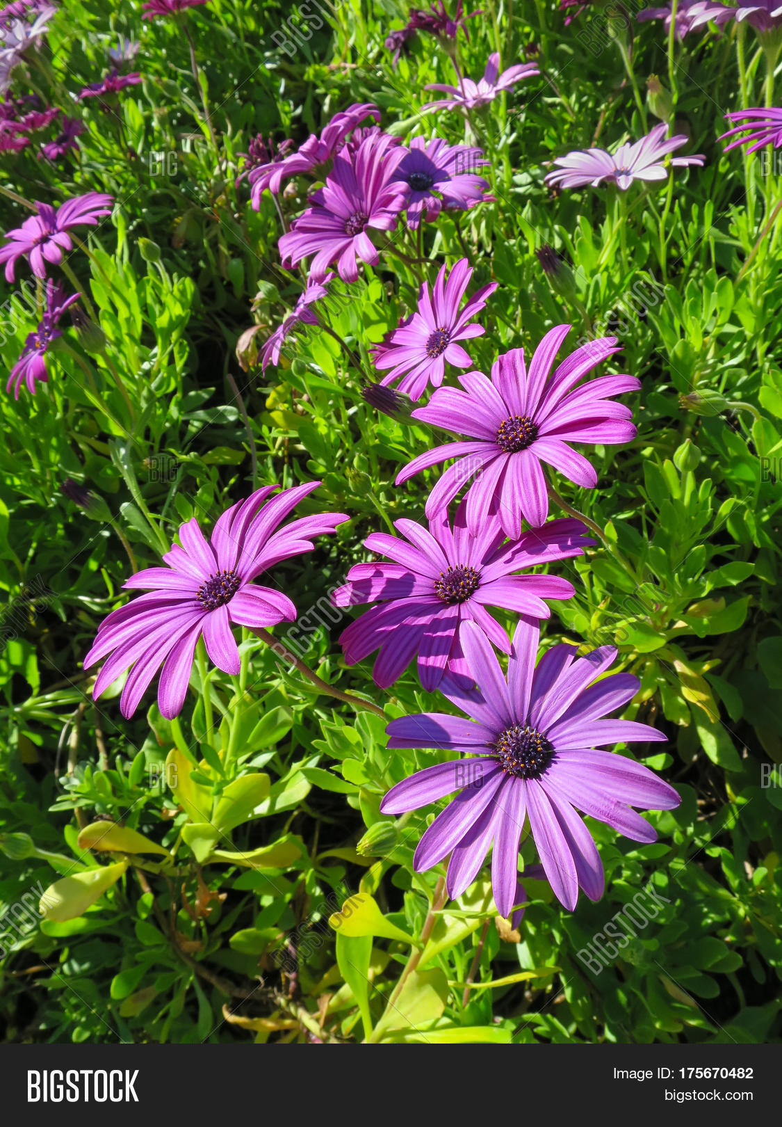Closeup Purple Daisy Image & Photo (Free Trial) | Bigstock