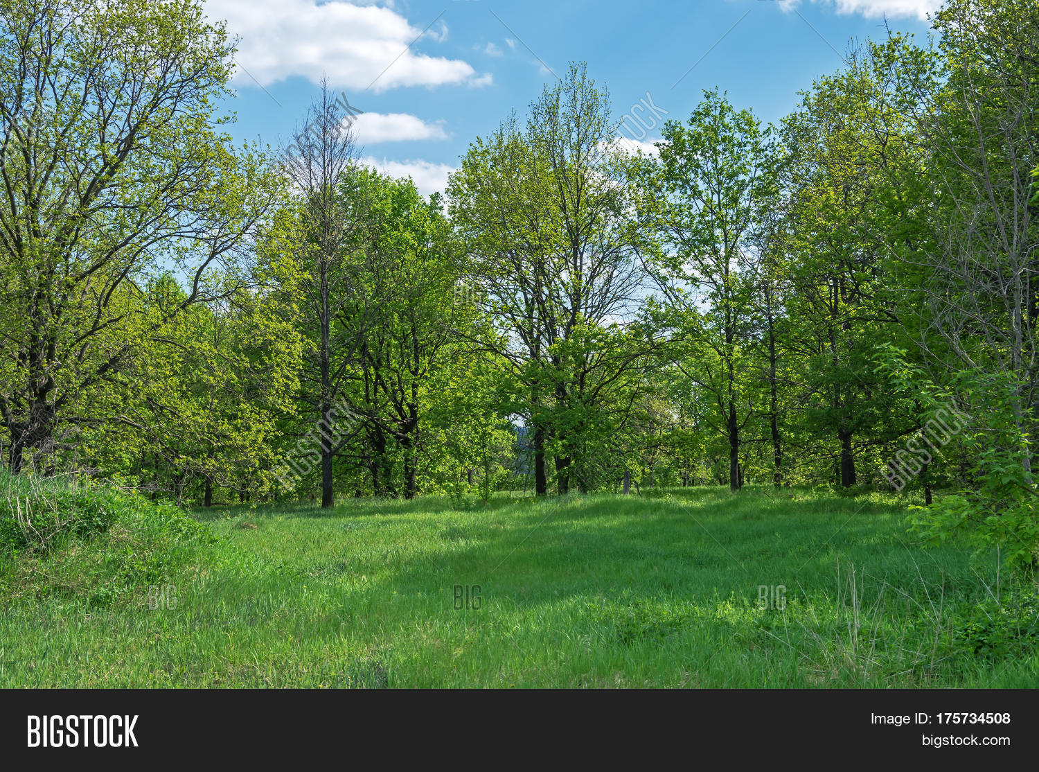 Deciduous Trees Image & Photo (Free Trial) | Bigstock