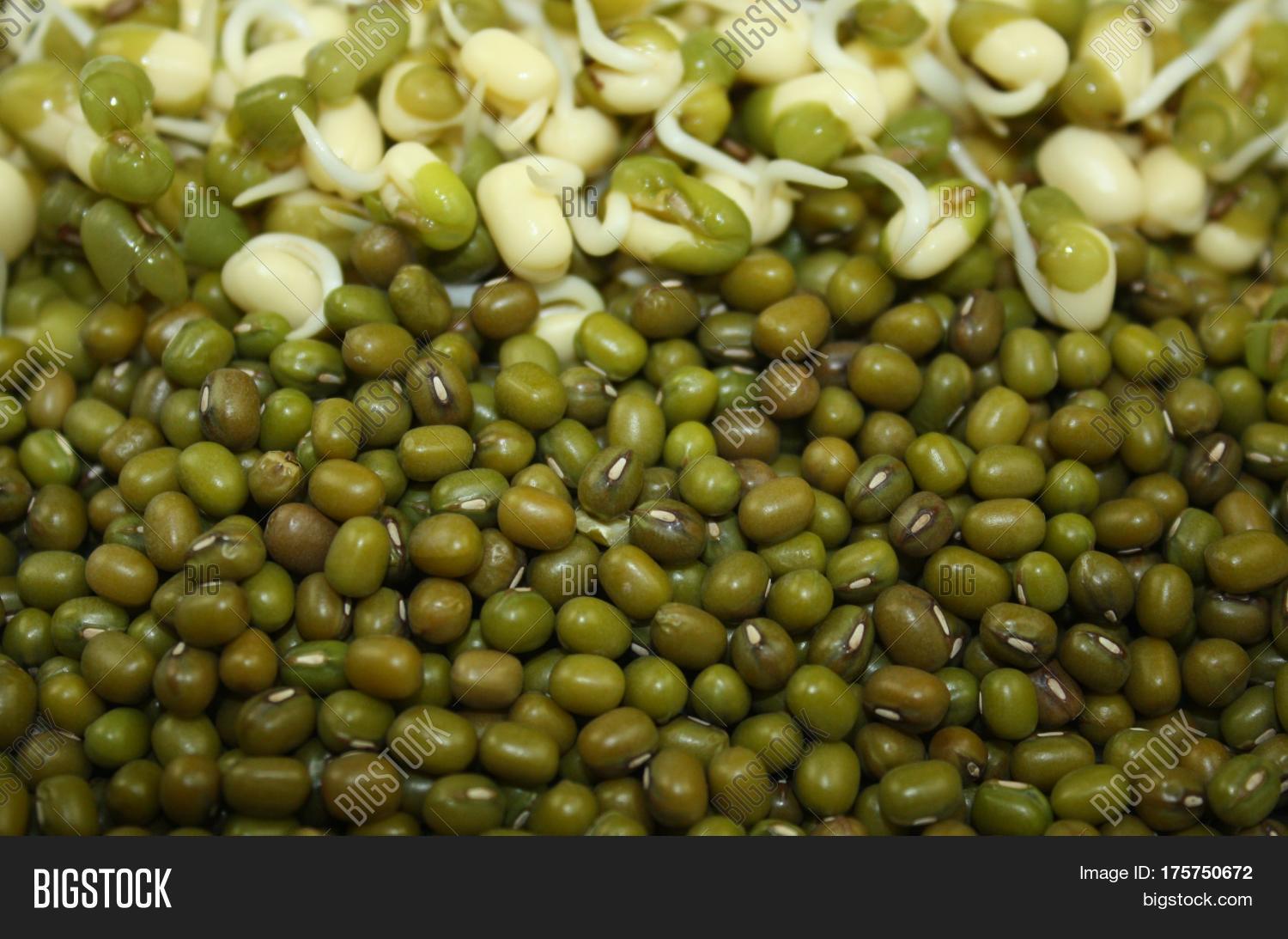 Germinate Dry Mung Image & Photo (Free Trial) | Bigstock