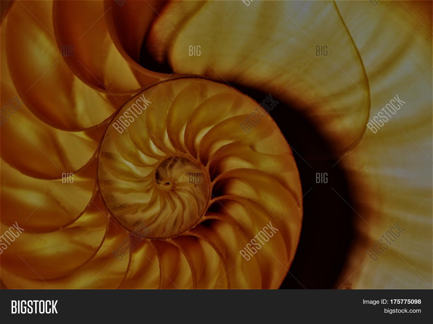 Nautilus Shell Image & Photo (Free Trial) | Bigstock