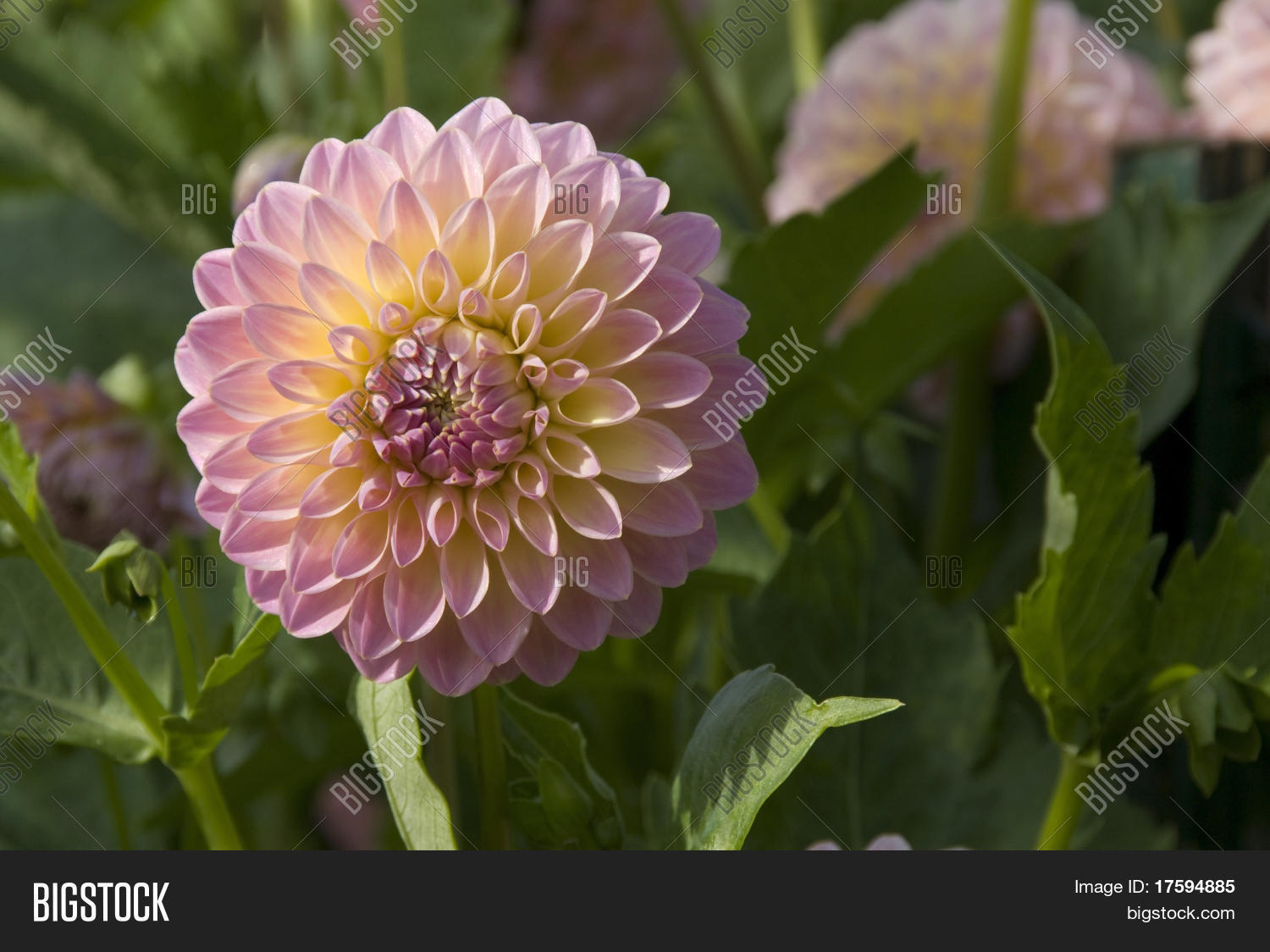 Dahlia Flower Garden Image & Photo (Free Trial) | Bigstock