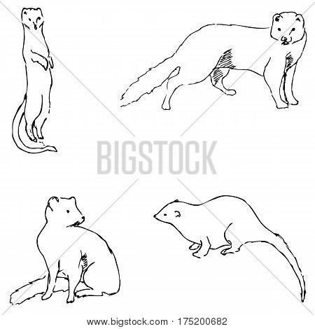 Mongoose. Sketch By Vector & Photo (Free Trial) | Bigstock