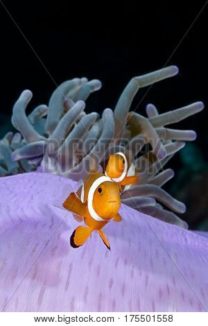 Nemo Clownfish, Image & Photo (Free Trial) | Bigstock