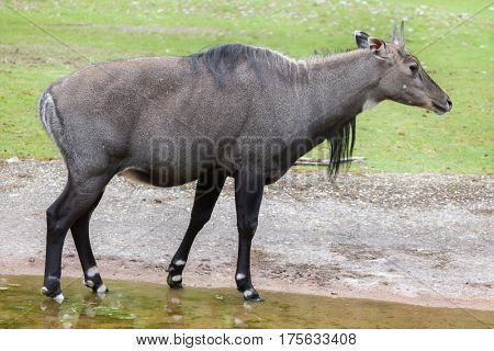 Nilgai (Boselaphus Image & Photo (Free Trial) | Bigstock