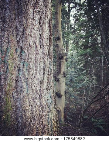 Closeup Large Tree Image & Photo (Free Trial) | Bigstock