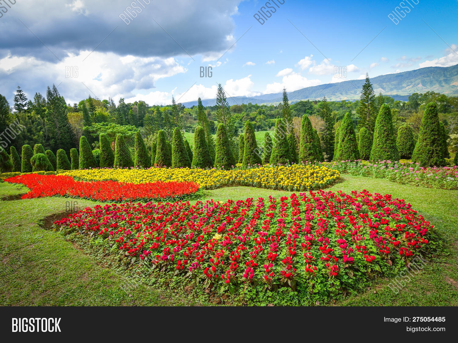 Pine Tree Garden / Image & Photo (Free Trial) | Bigstock