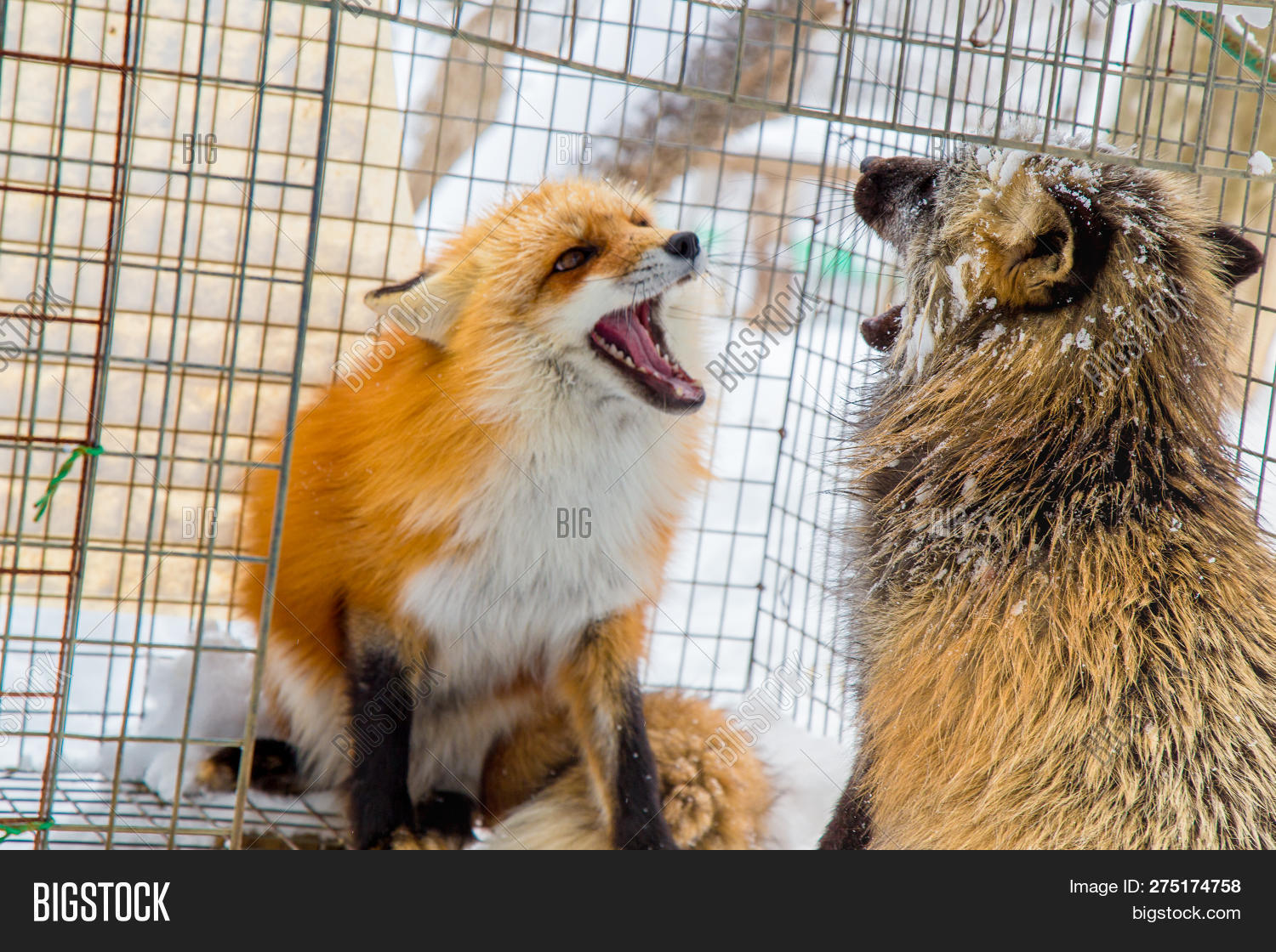 Japanese Red Fox Snow Image & Photo (Free Trial) | Bigstock