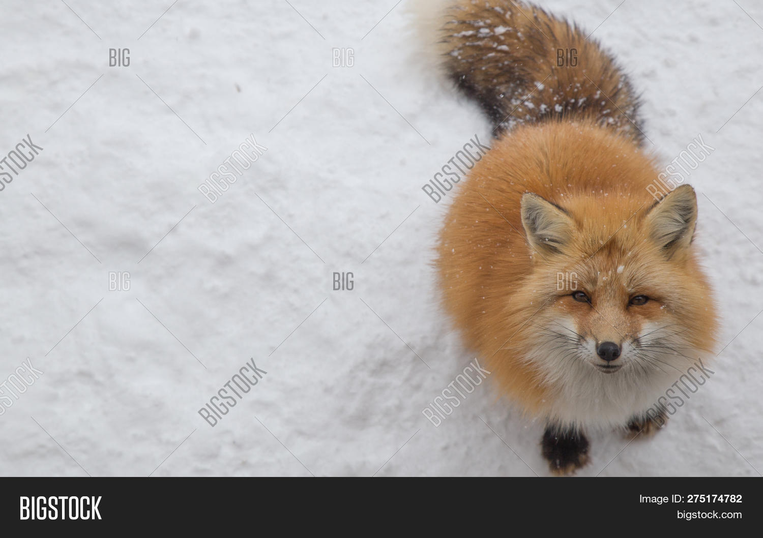 Japanese Red Fox Snow Image & Photo (Free Trial) | Bigstock