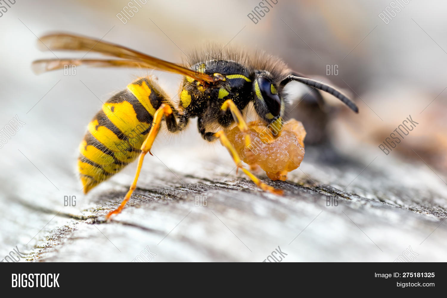 Common Wasp (vespula Image & Photo (Free Trial) | Bigstock