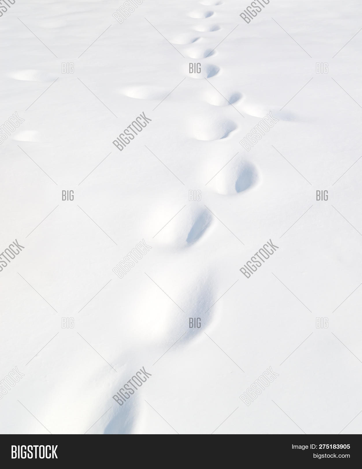 Footprints Snow. Image & Photo (Free Trial) | Bigstock