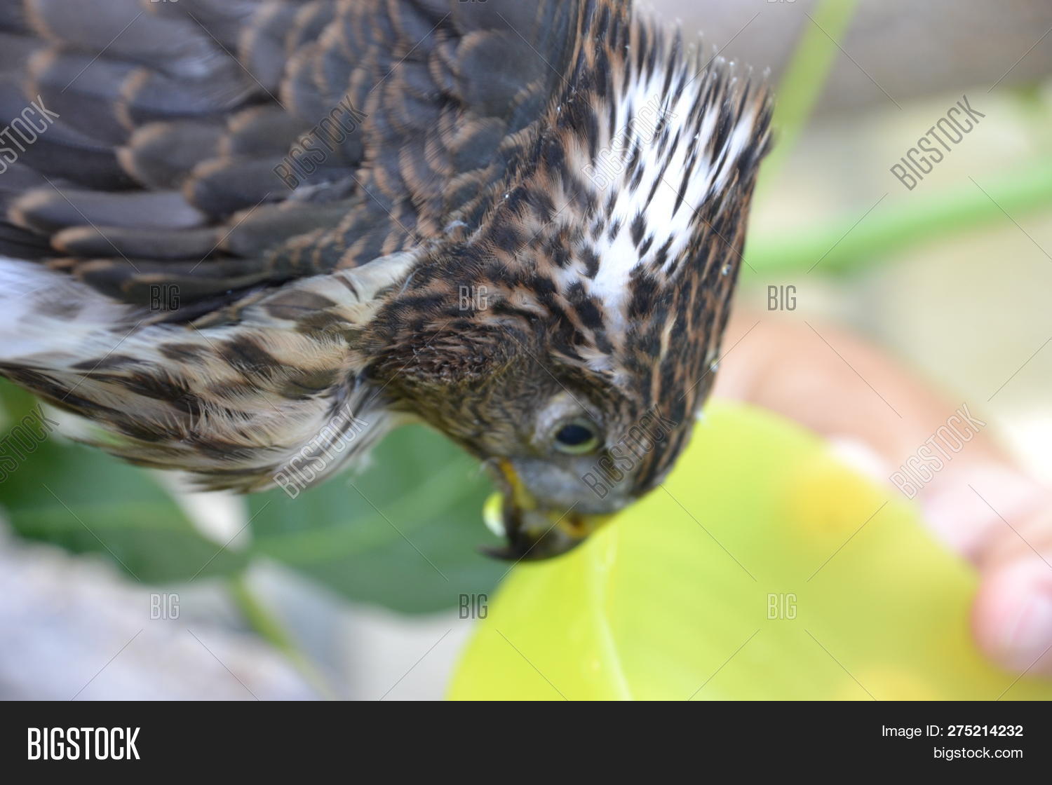 Injured Coopers Hawk Image & Photo (Free Trial) | Bigstock