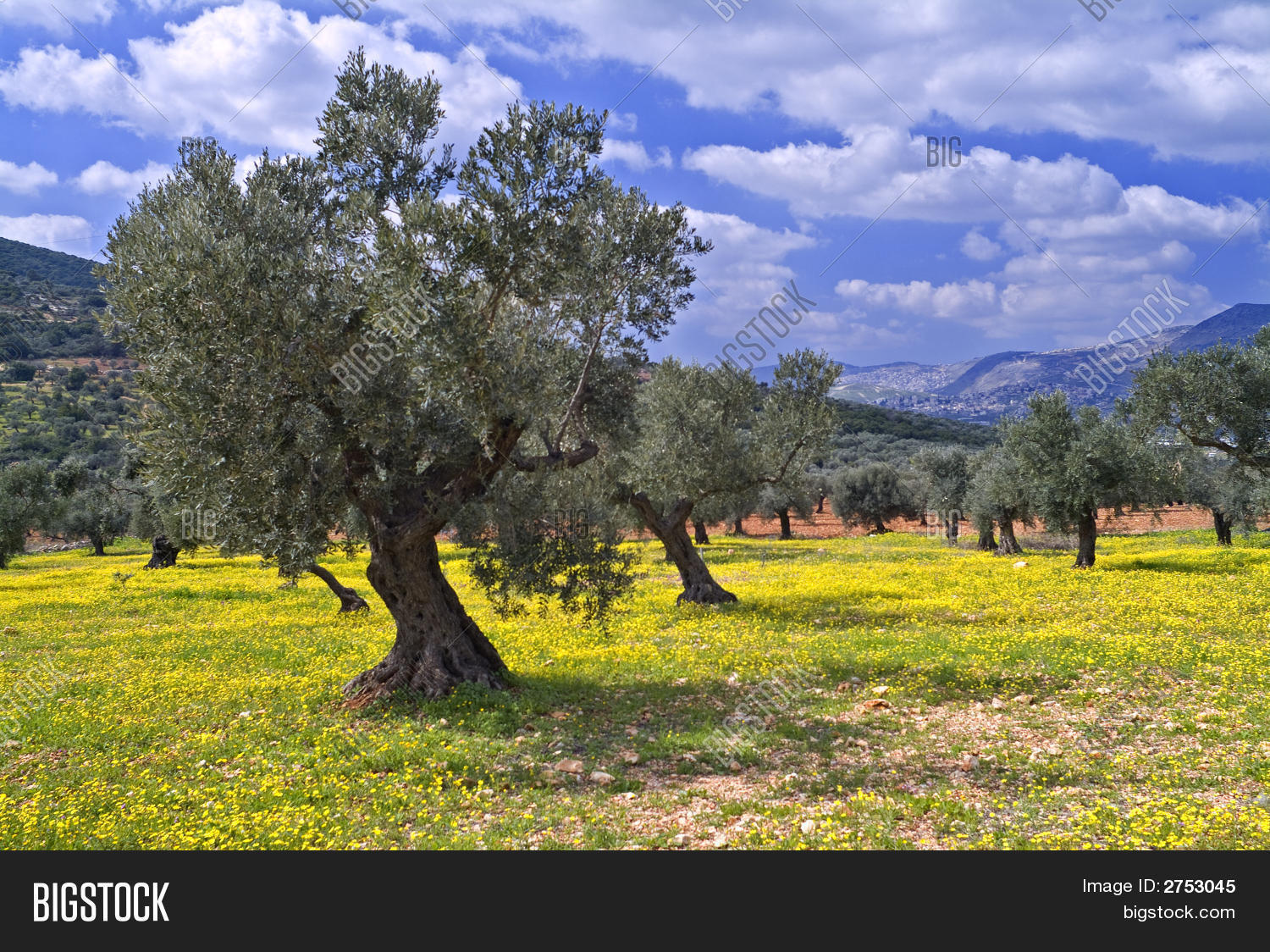 Olive Grove Image & Photo (Free Trial) | Bigstock