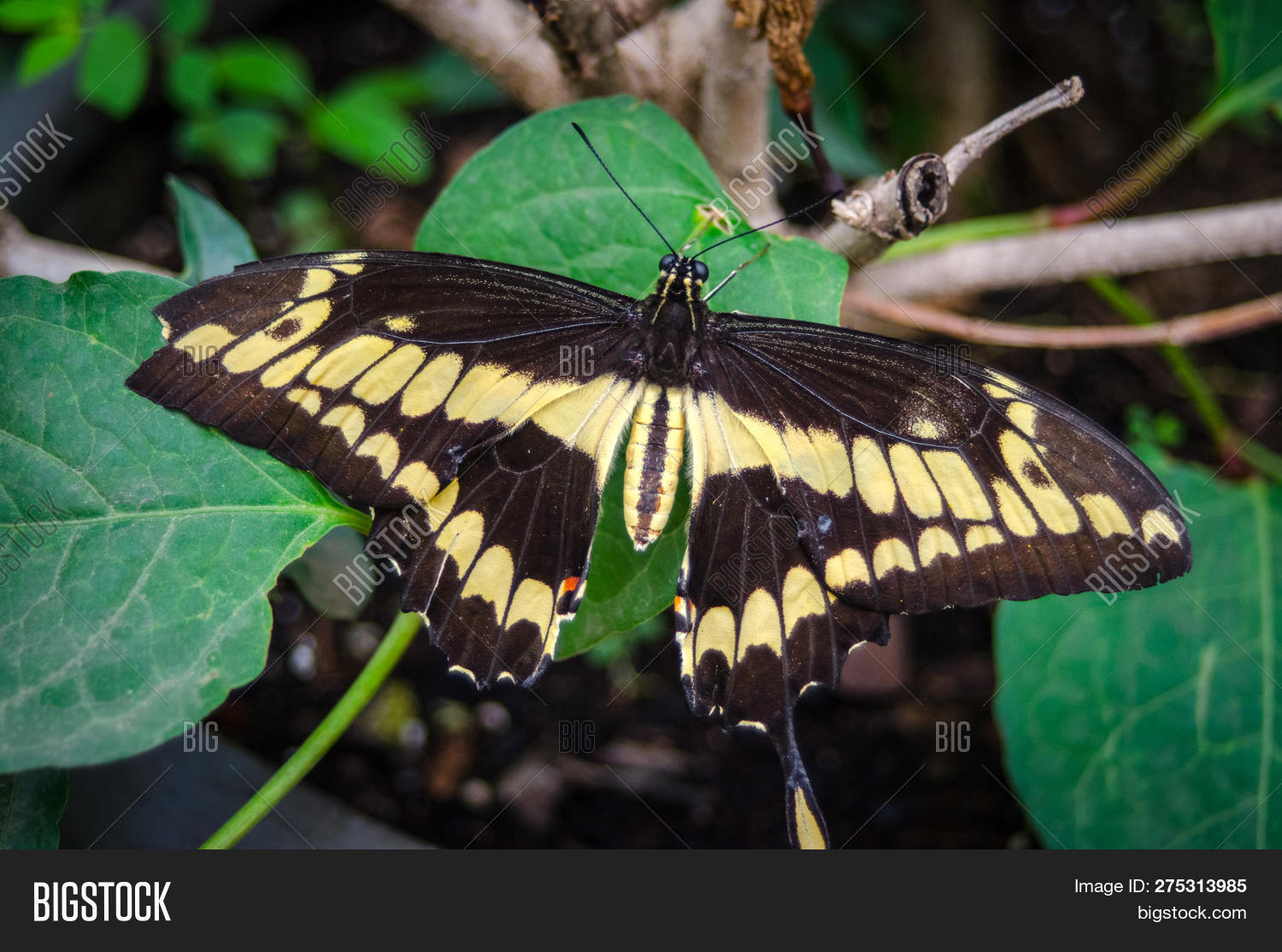 Tiger Longwing ( Image & Photo (Free Trial) | Bigstock