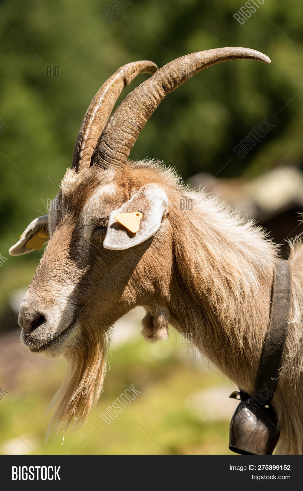 One Mountain Goat Image & Photo (Free Trial) | Bigstock