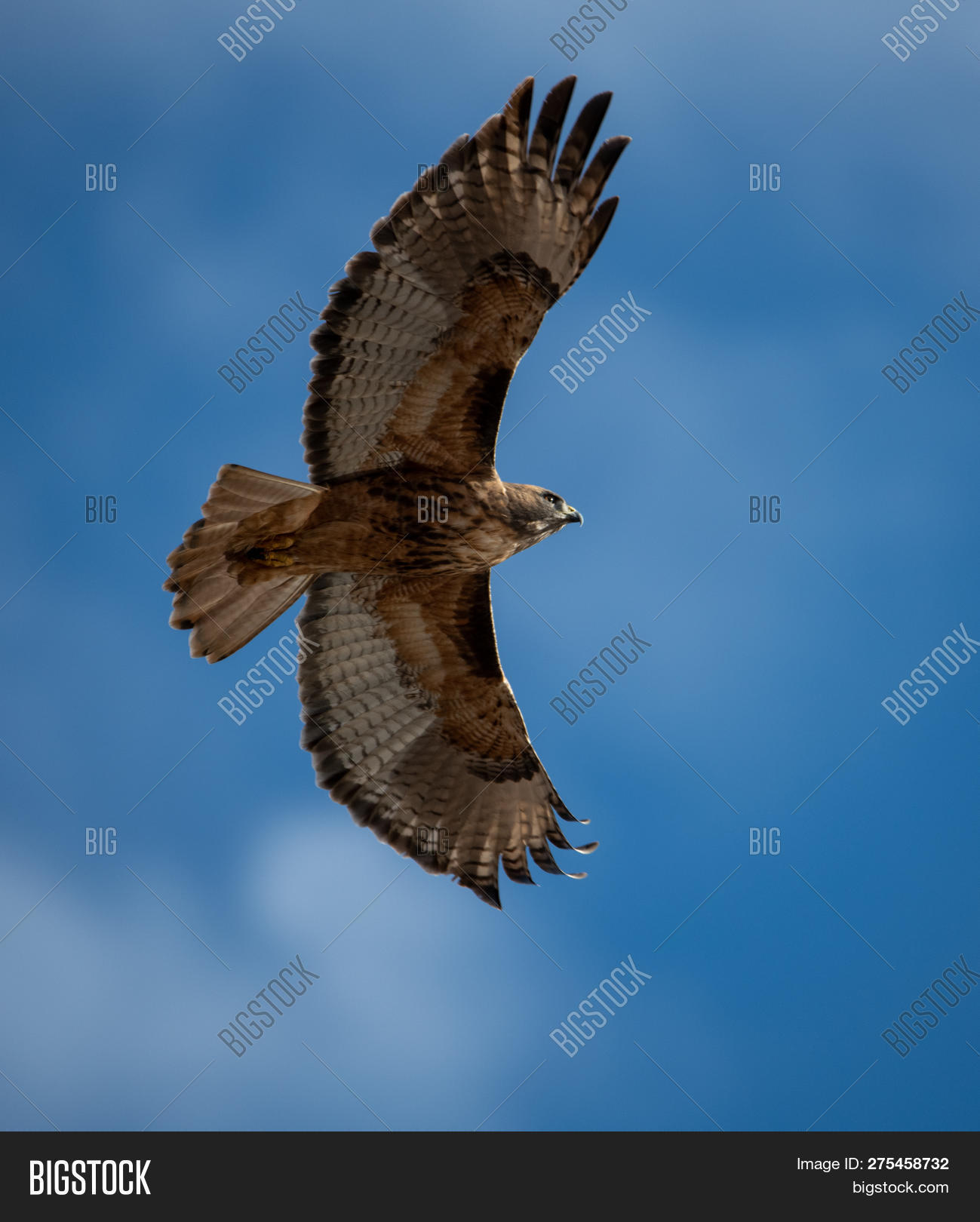 Red Tail Hawk Flying Image & Photo (Free Trial) | Bigstock