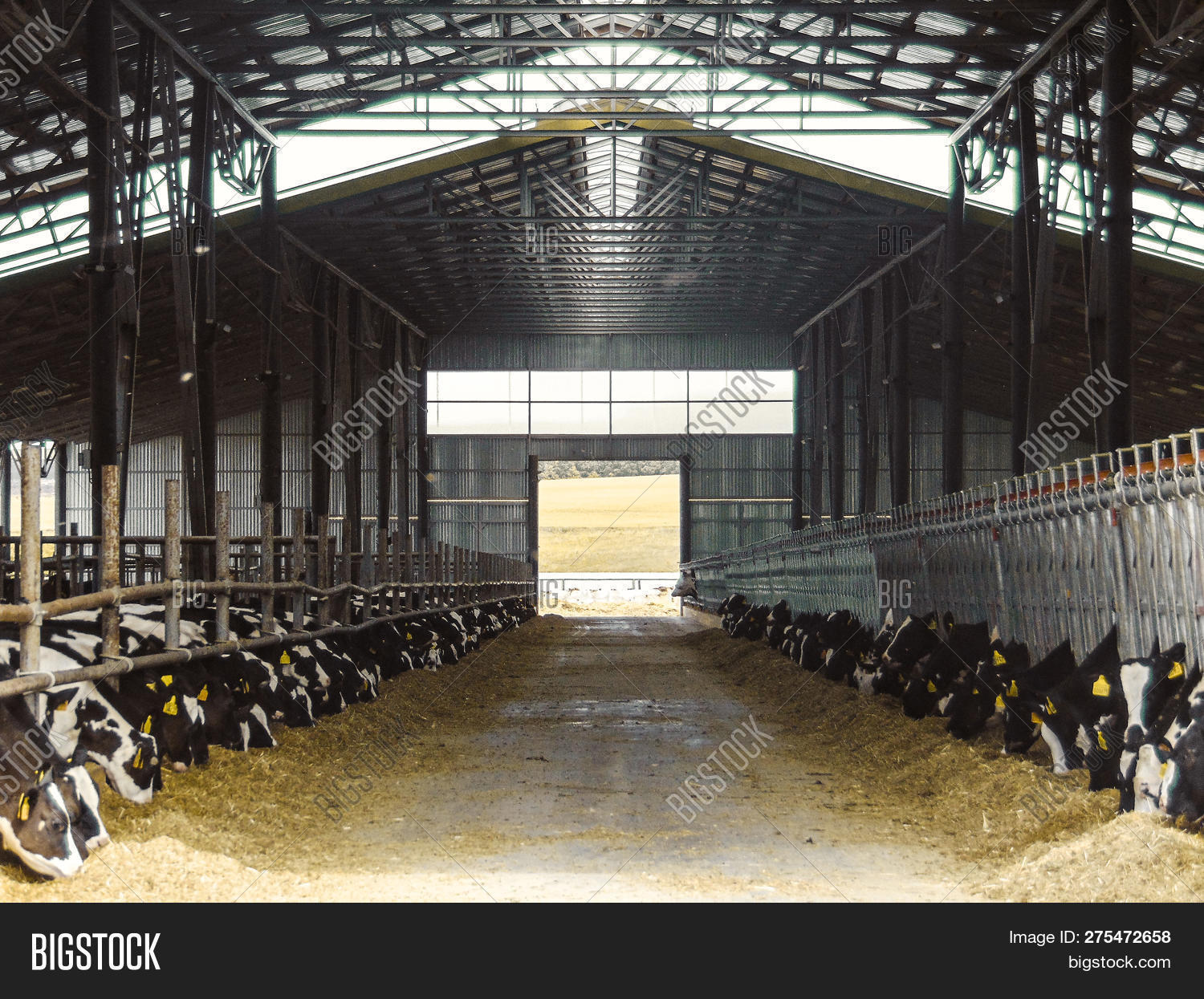Calves Cattle Farm. Image & Photo (Free Trial) | Bigstock