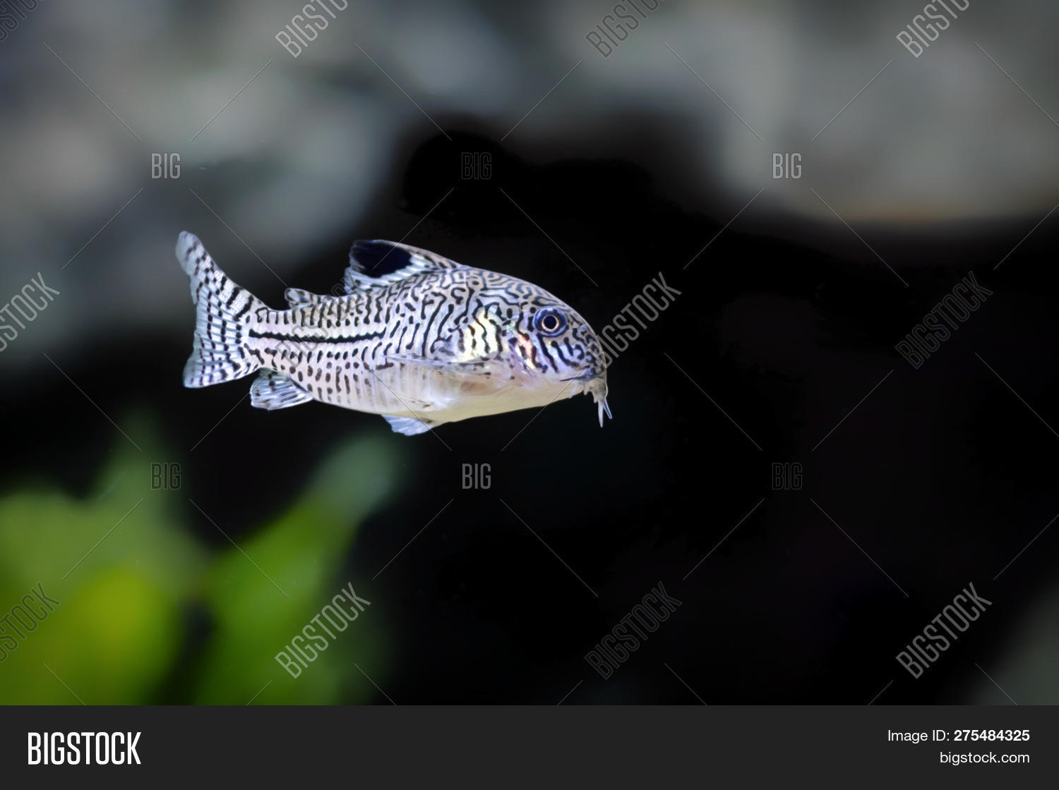 Corydoras Trilineatus