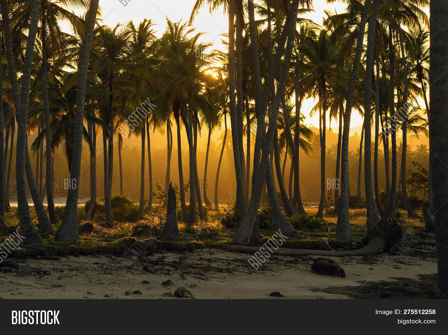 Sunset Tropical Nature Image & Photo (Free Trial) | Bigstock