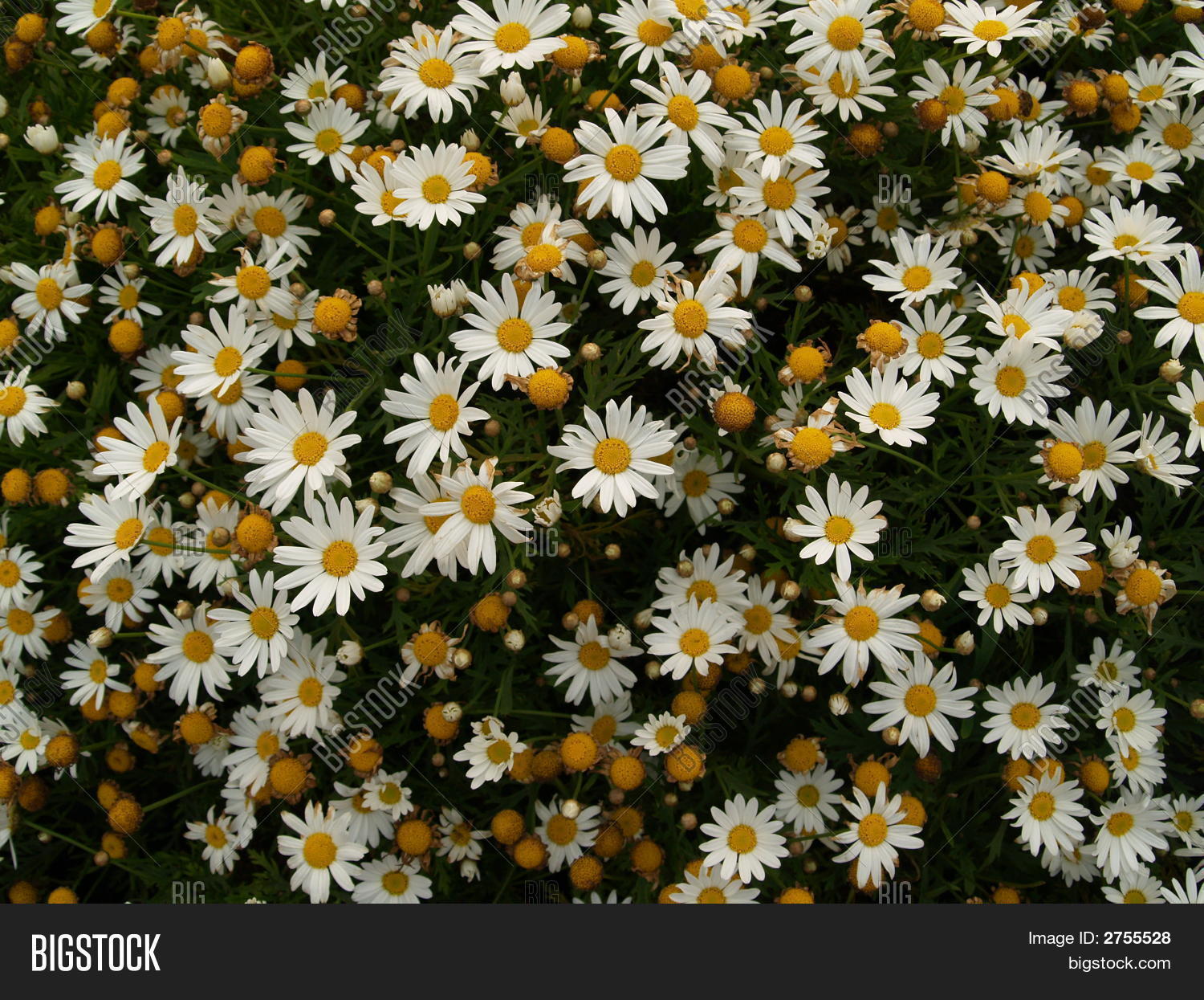 White Garden Flowers Image & Photo (Free Trial) | Bigstock
