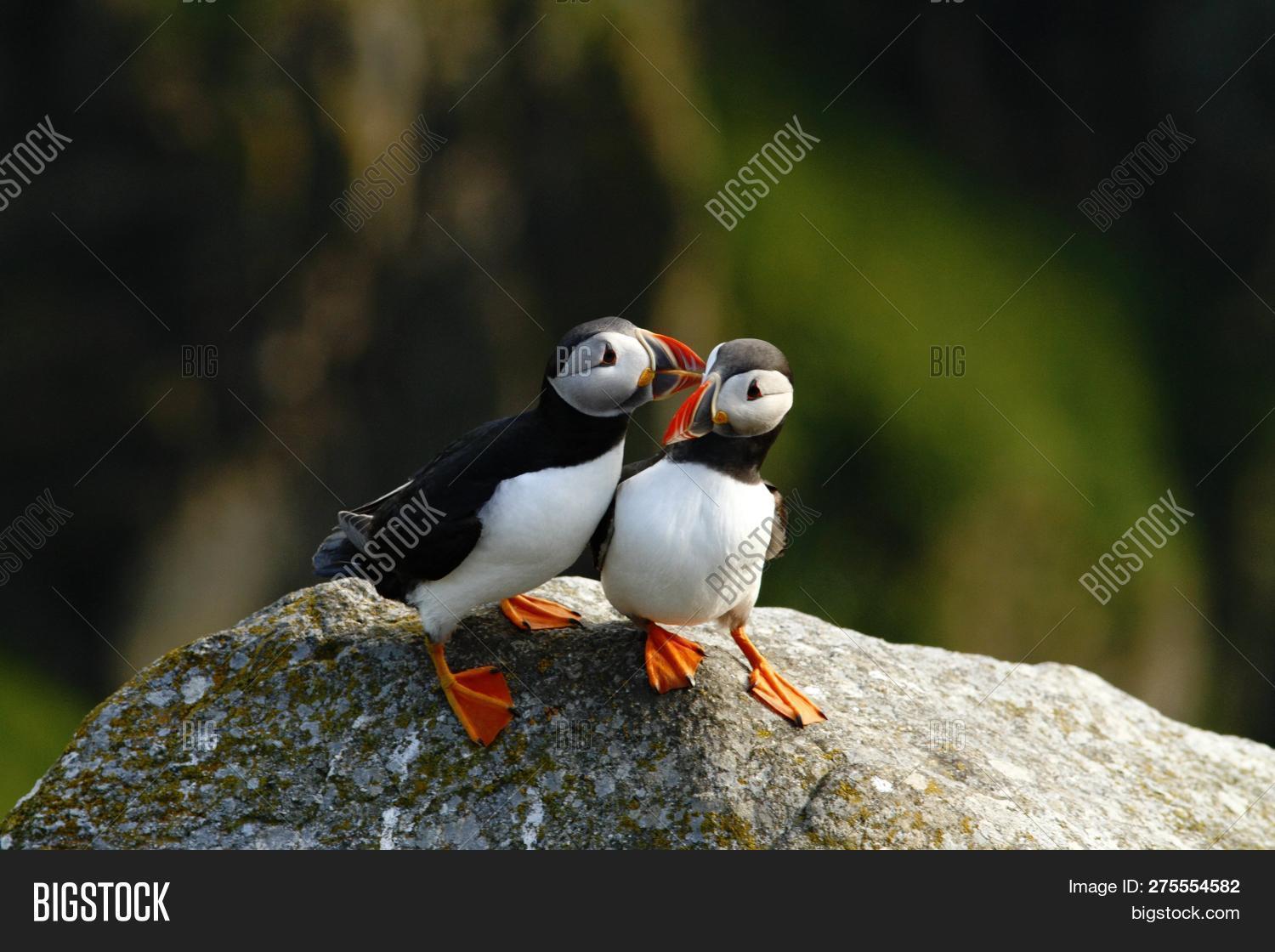 Atlantic Puffin Image & Photo (Free Trial) | Bigstock