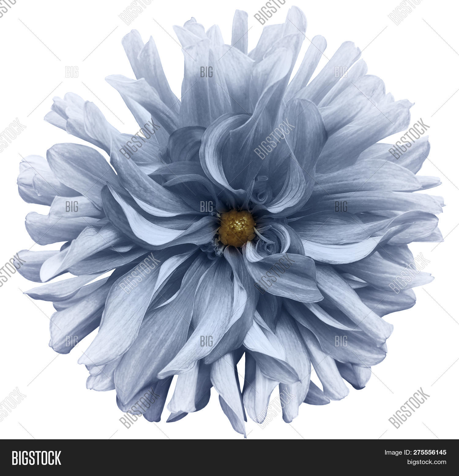 Light Blue Flower Design