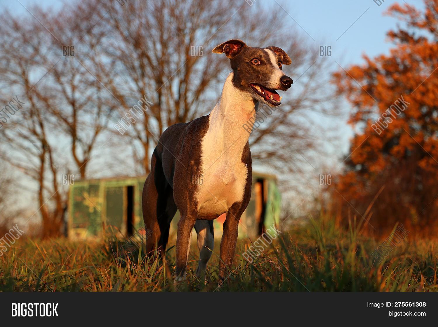 Beautiful Whippet Image & Photo (Free Trial) | Bigstock