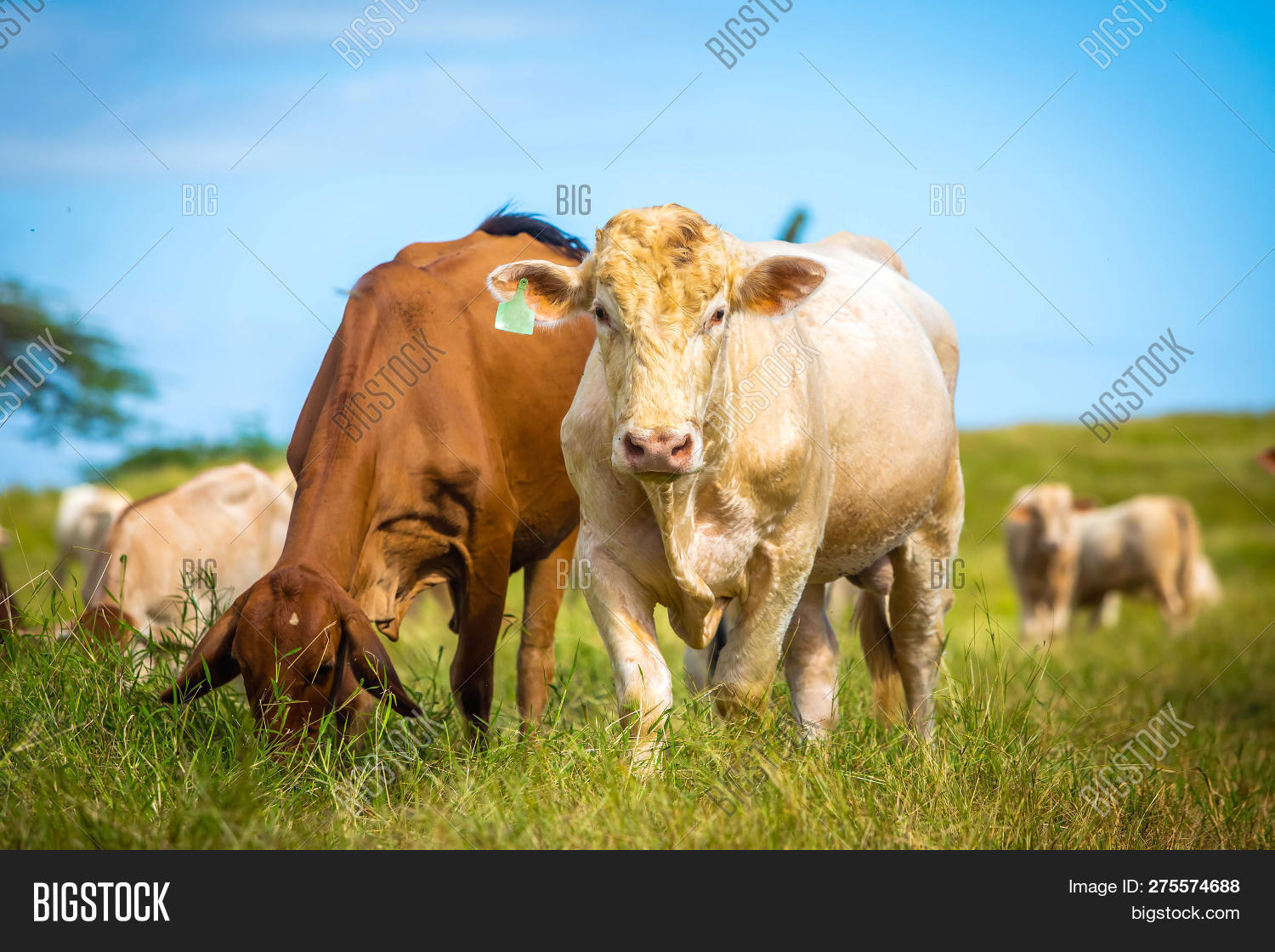 Beautiful Cattle Image & Photo (Free Trial) | Bigstock