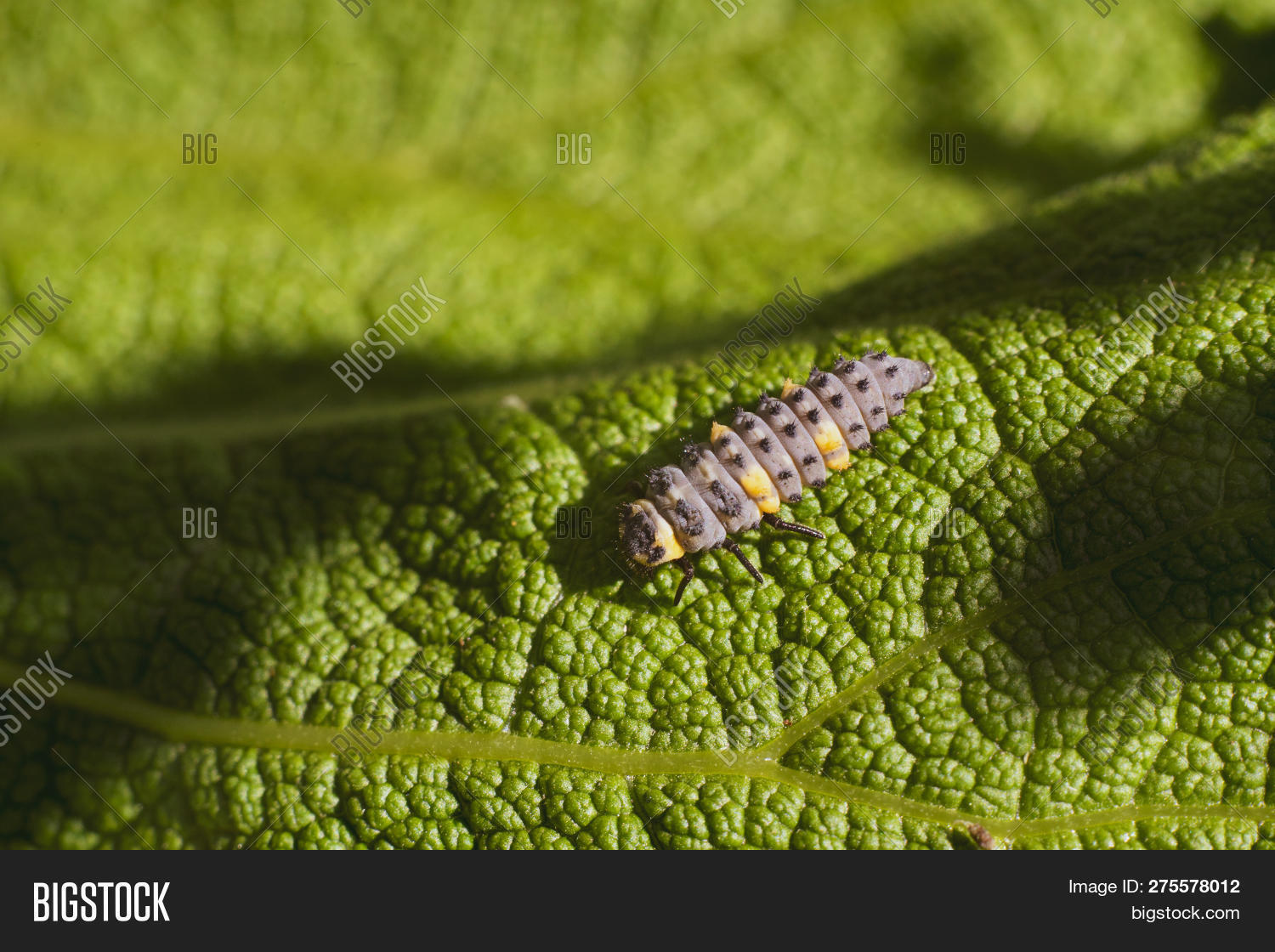 Larvae Beetles Looks Image & Photo (Free Trial) | Bigstock