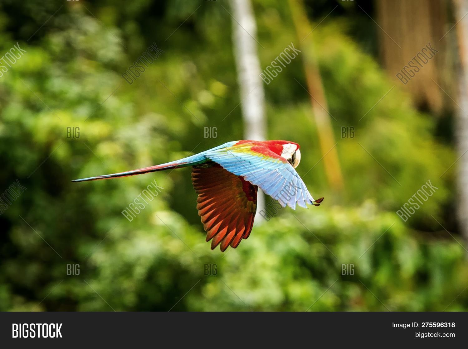 Red Parrot Flight. Image & Photo (Free Trial) | Bigstock