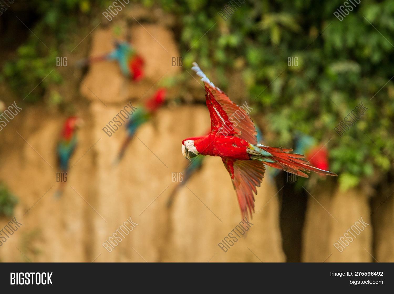 Red Parrot Flight. Image & Photo (Free Trial) | Bigstock