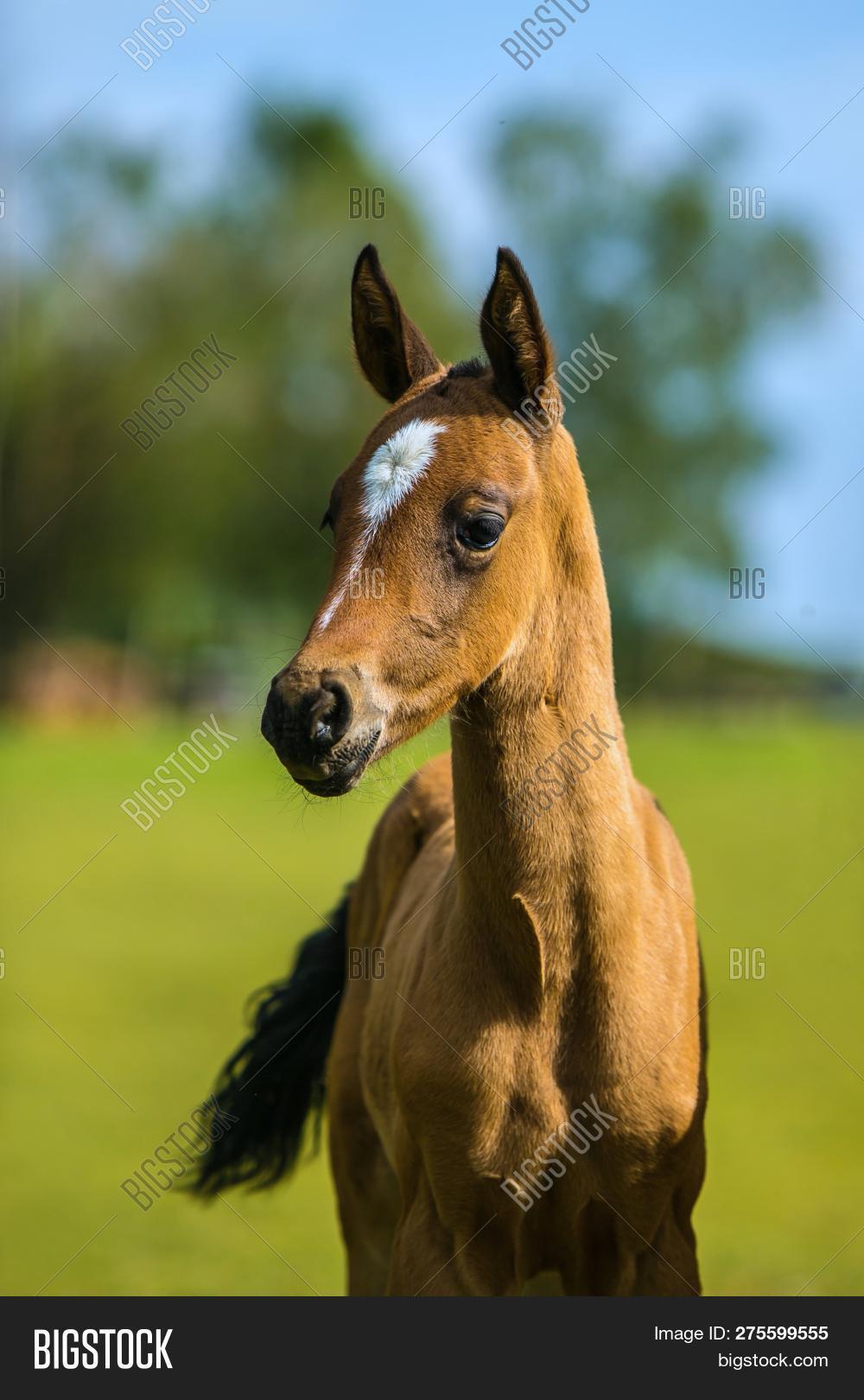 Akhal Teke Head
