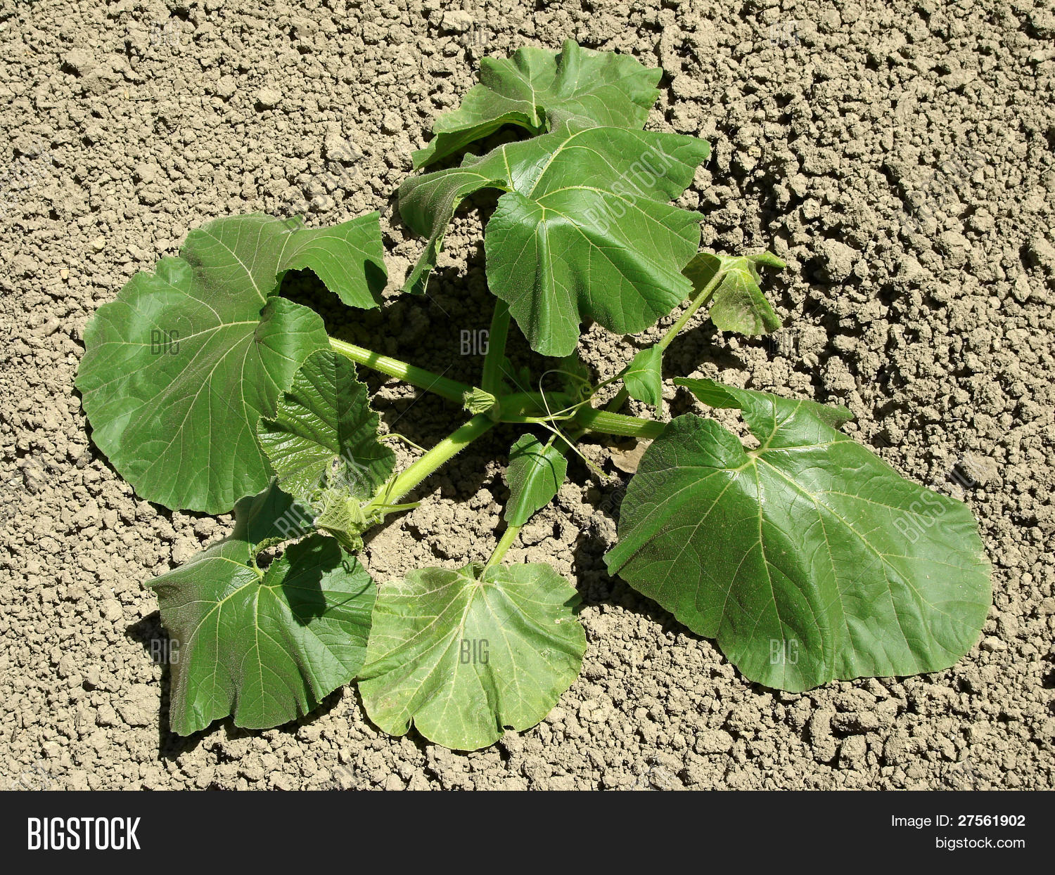 Drooping Pumpkin Plant Image & Photo (Free Trial) | Bigstock