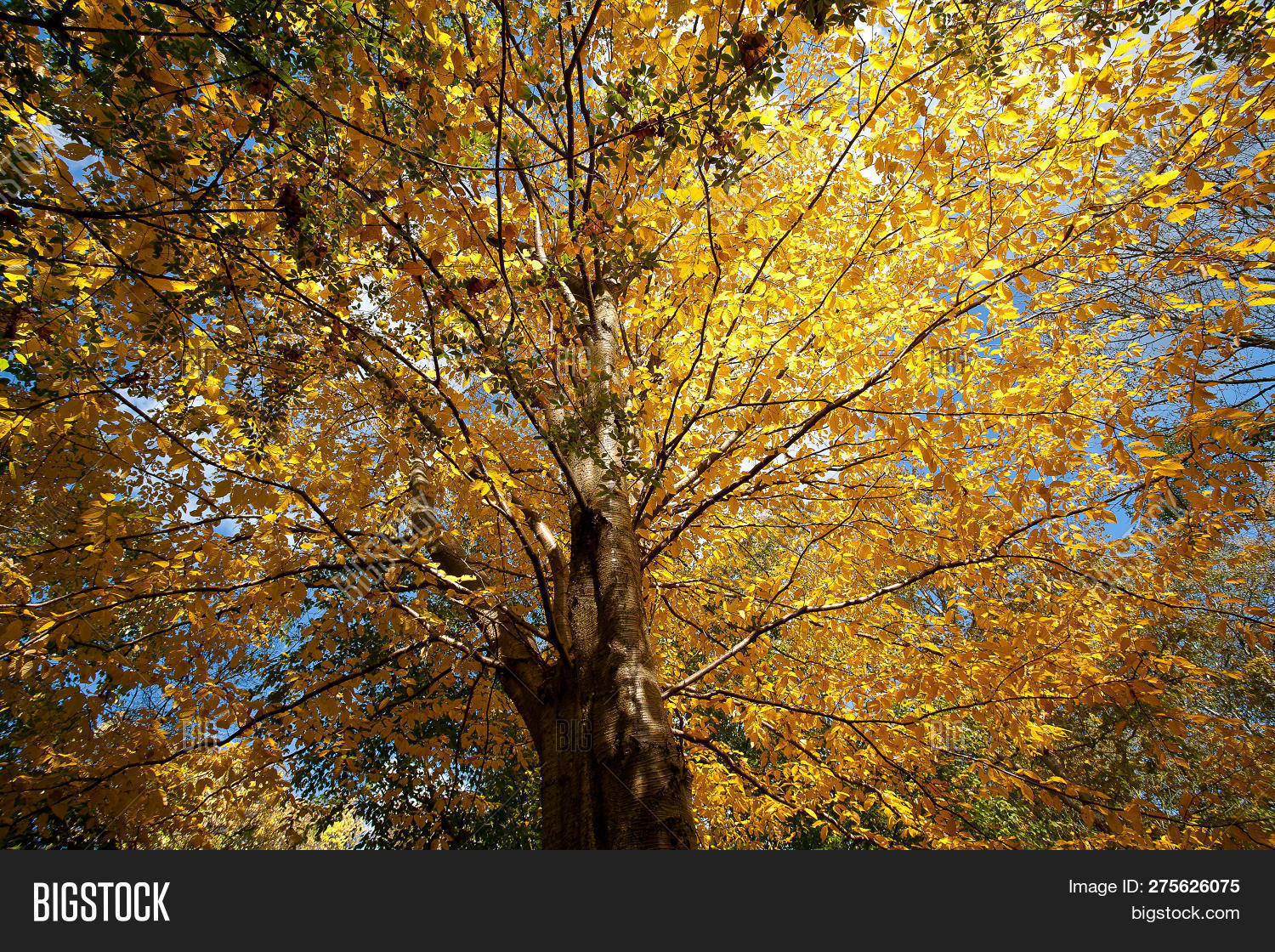 Trees Autumn Denmark Image & Photo (Free Trial) | Bigstock