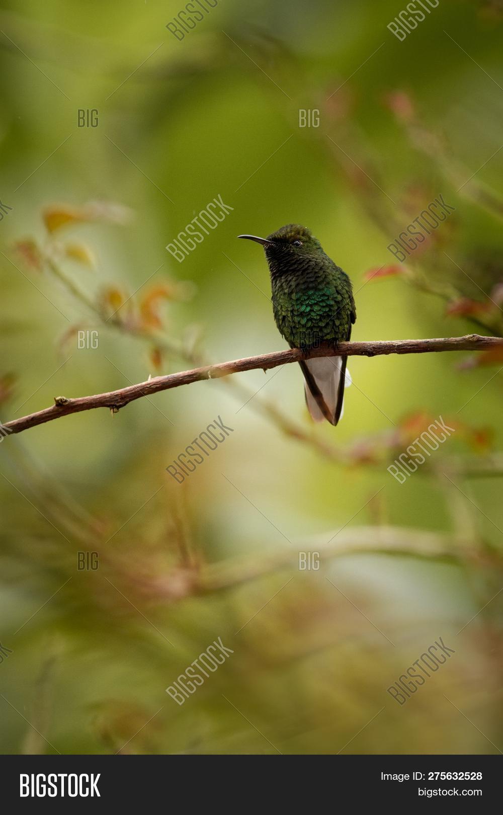 Coppery-headed Emerald Image & Photo (Free Trial) | Bigstock