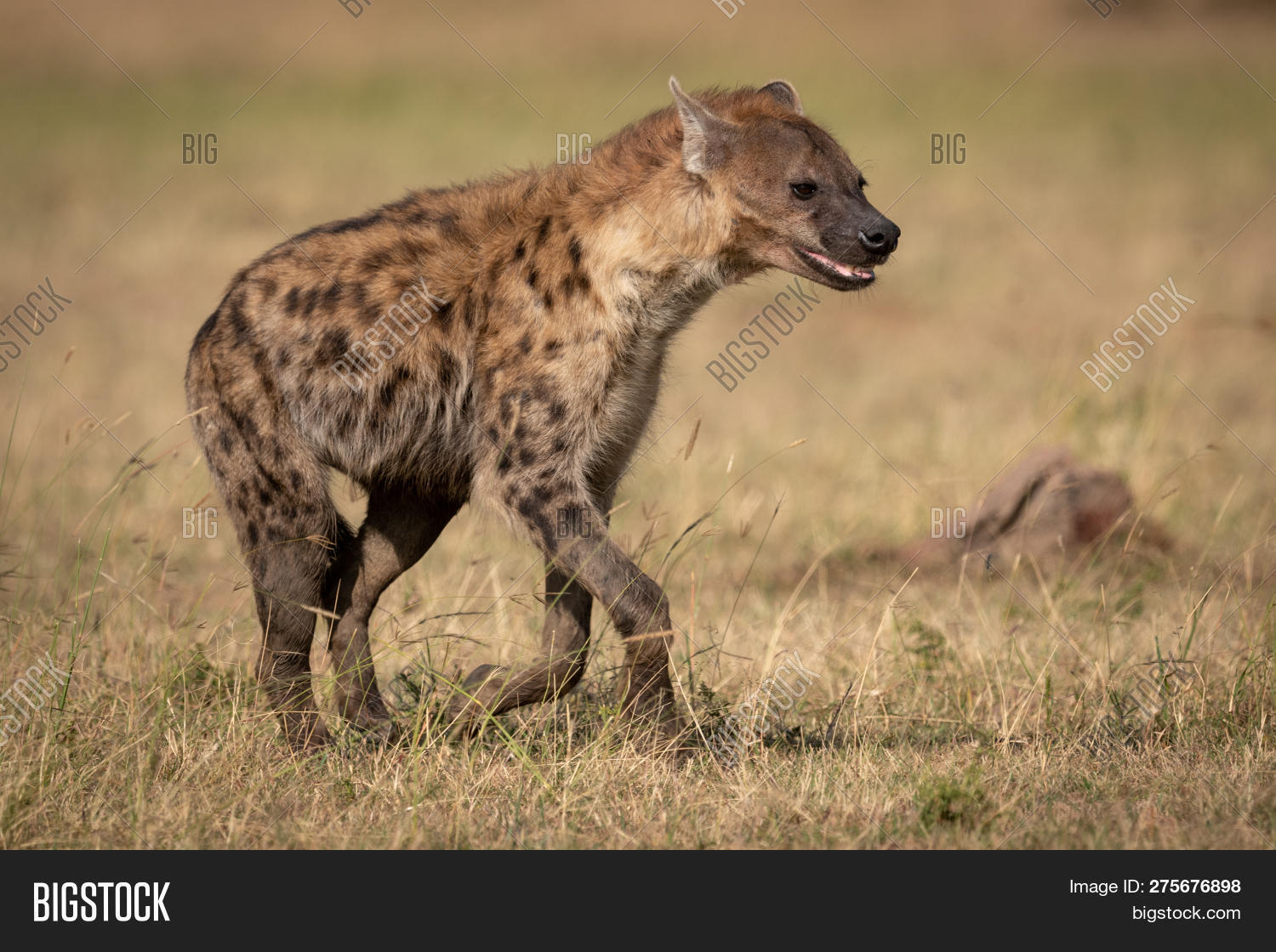 Spotted Hyena Running