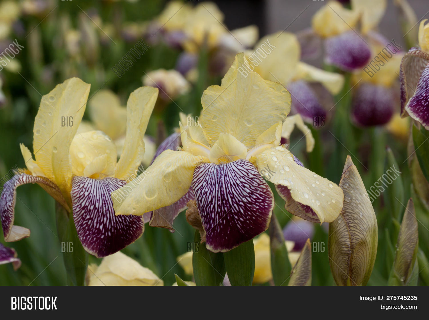 Beautiful Cattleya Image & Photo (Free Trial) | Bigstock