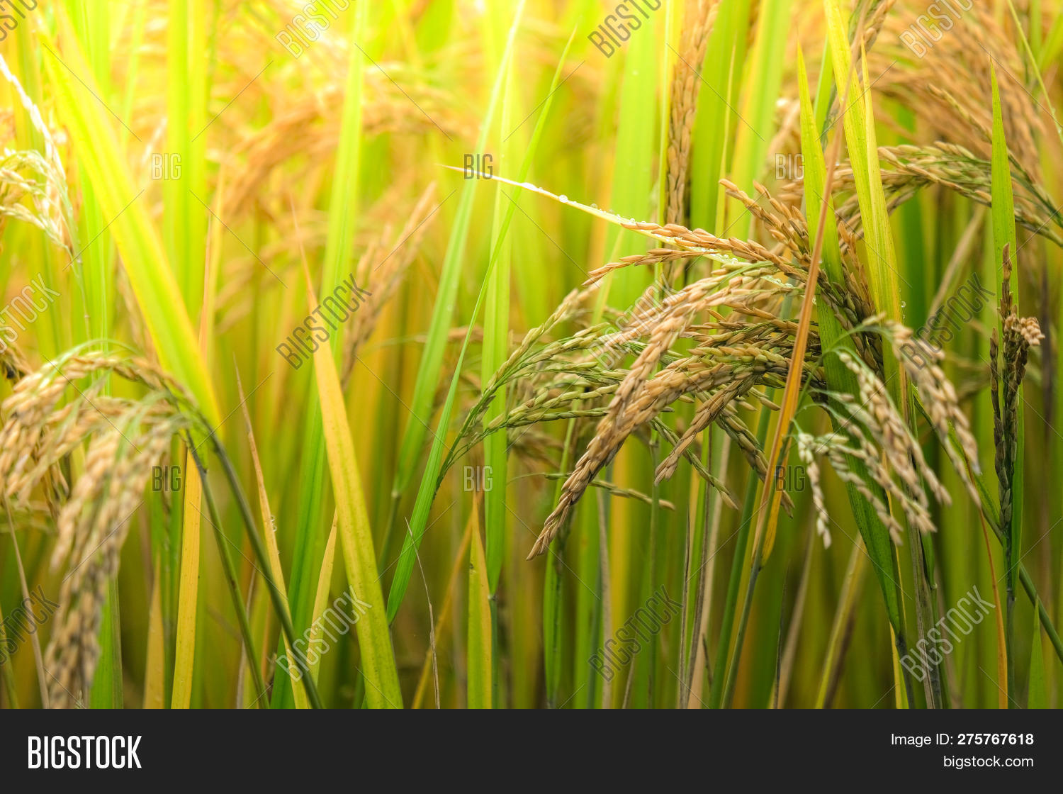 Green Rice Field. Image & Photo (Free Trial) | Bigstock