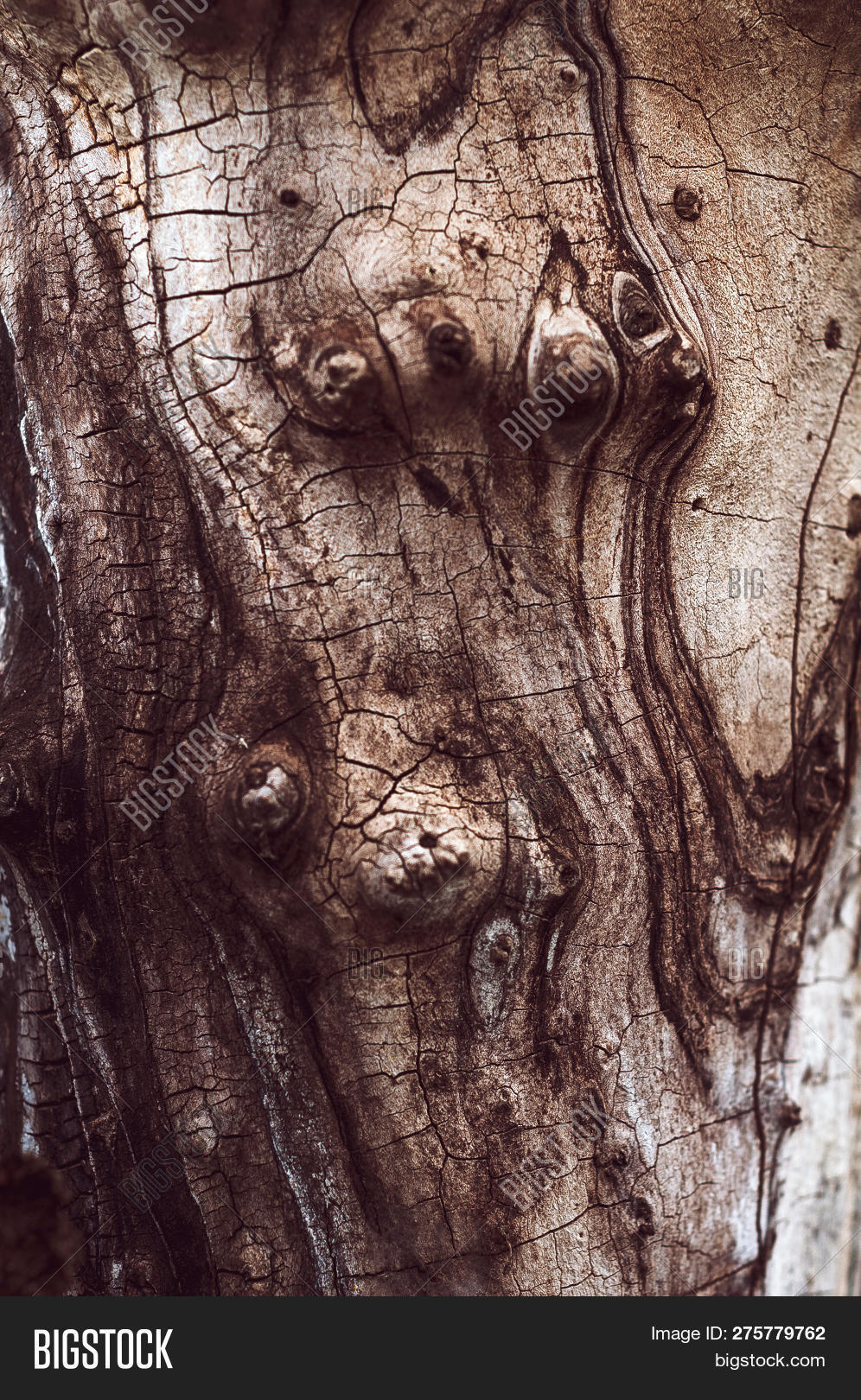 Smooth Trunk Old Dried Image & Photo (Free Trial) | Bigstock