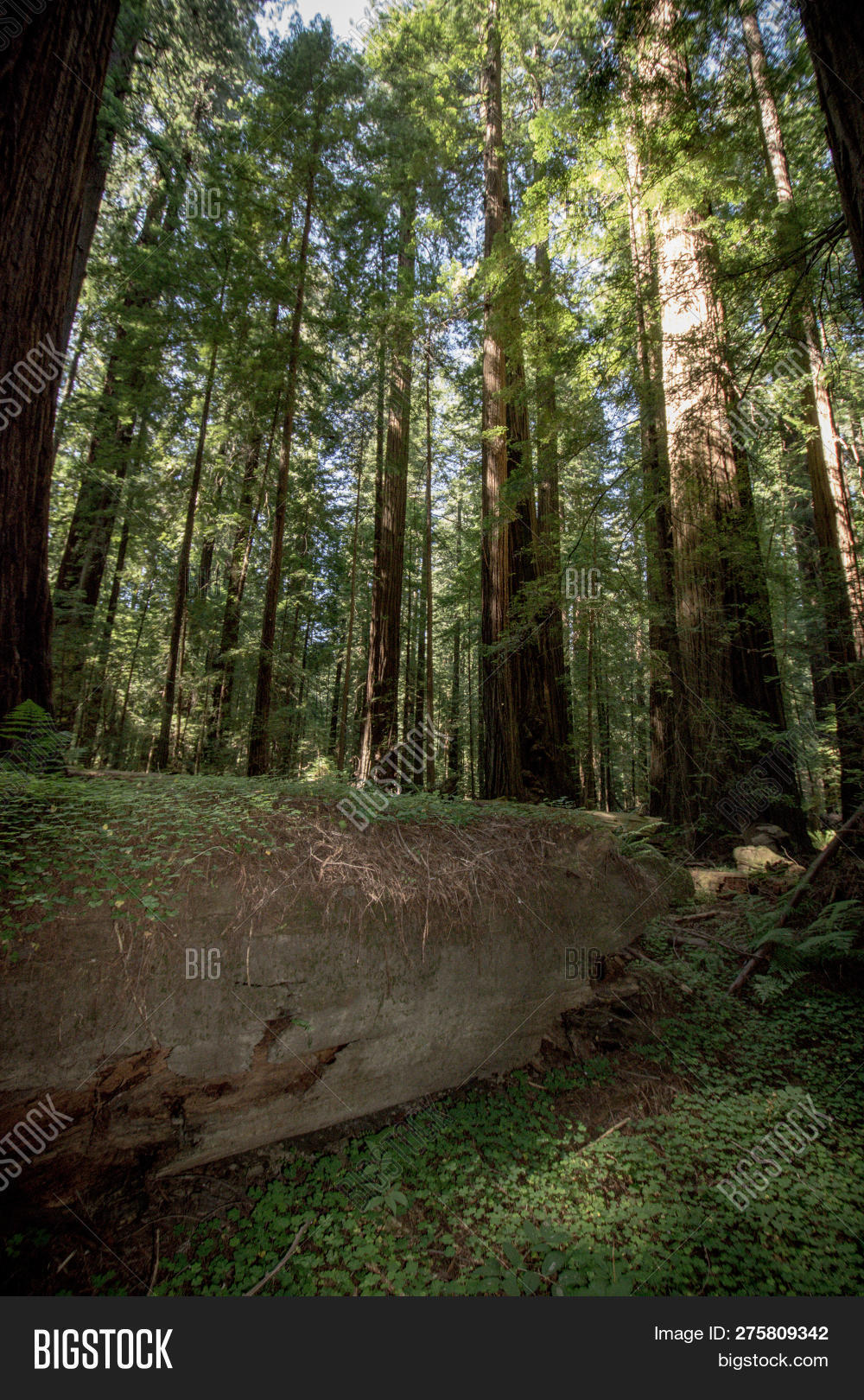 Giant Tree Log Forest Image & Photo (Free Trial) | Bigstock